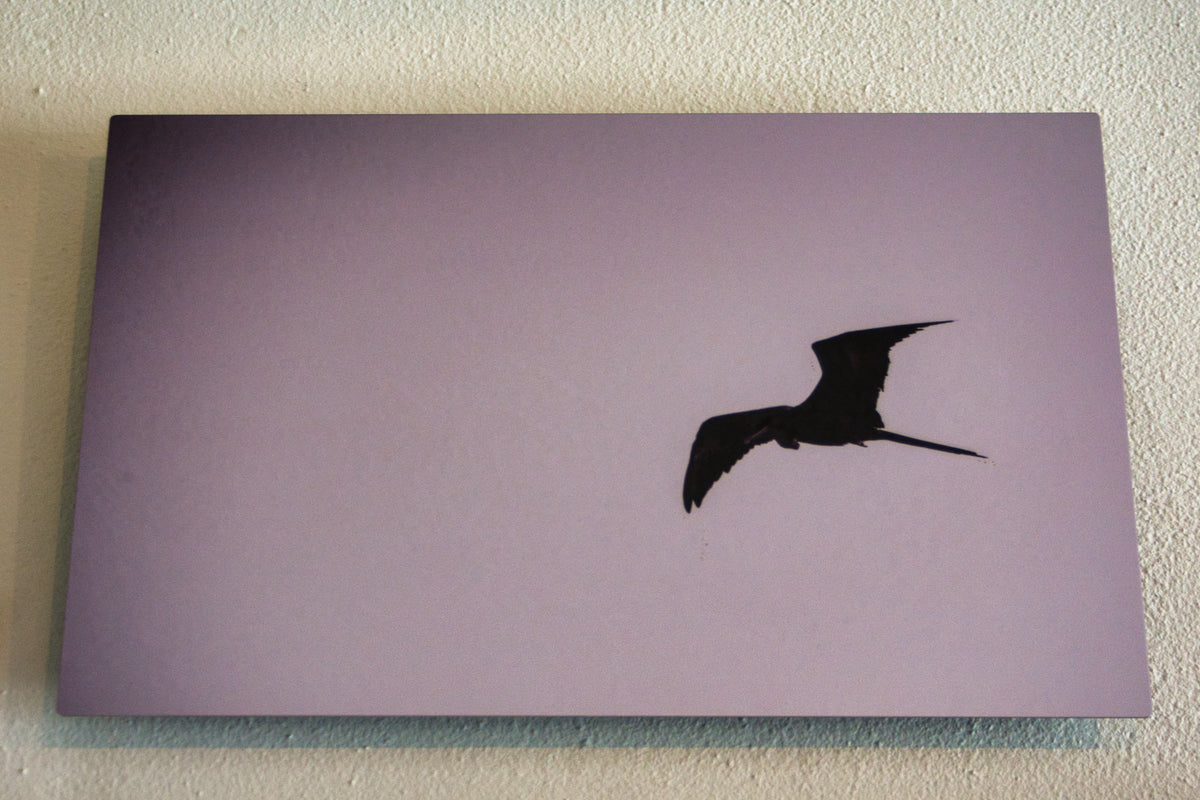 Jess Connell - Soaring Frigate – Lost Boy Creations